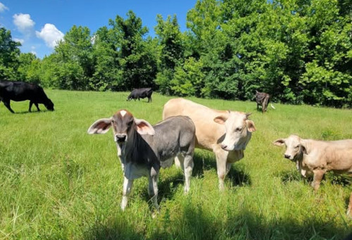 Why is beef suddenly so expensive? | Red River Parish Journal